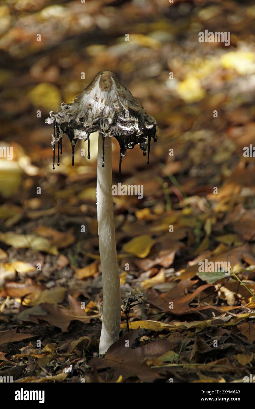 Crested tintling mushroom hi-res stock photography and images - Alamy