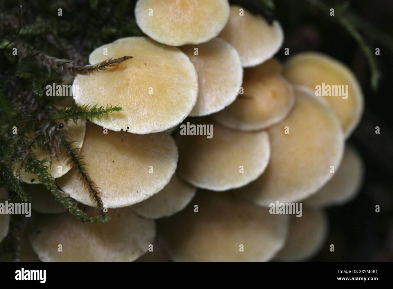 Common sponges hi-res stock photography and images - Alamy