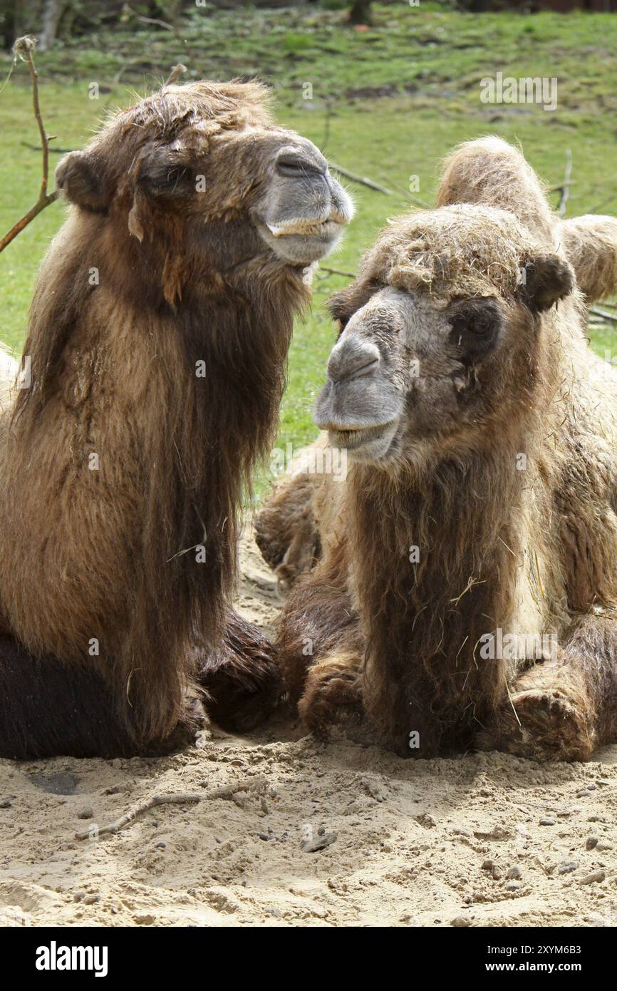 Two Bactrian camels Stock Photo - Alamy