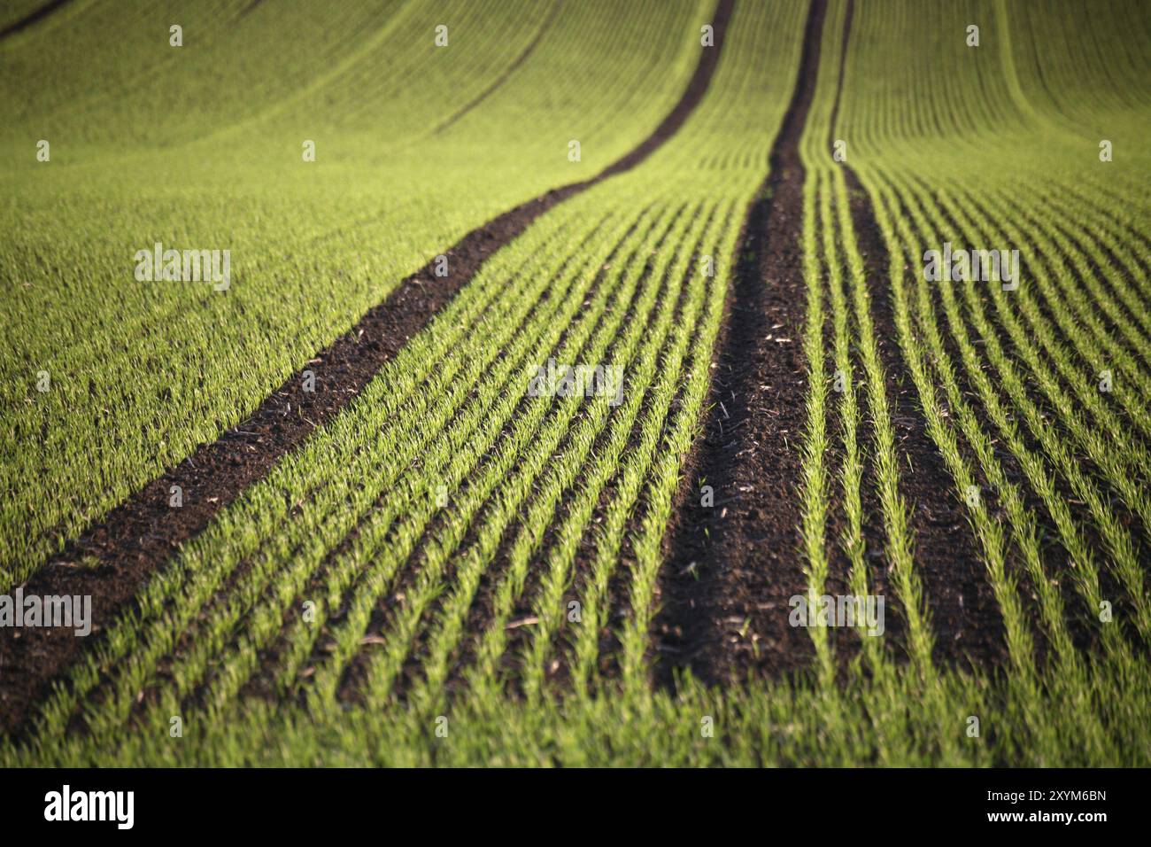 In spring after sowing Stock Photo - Alamy