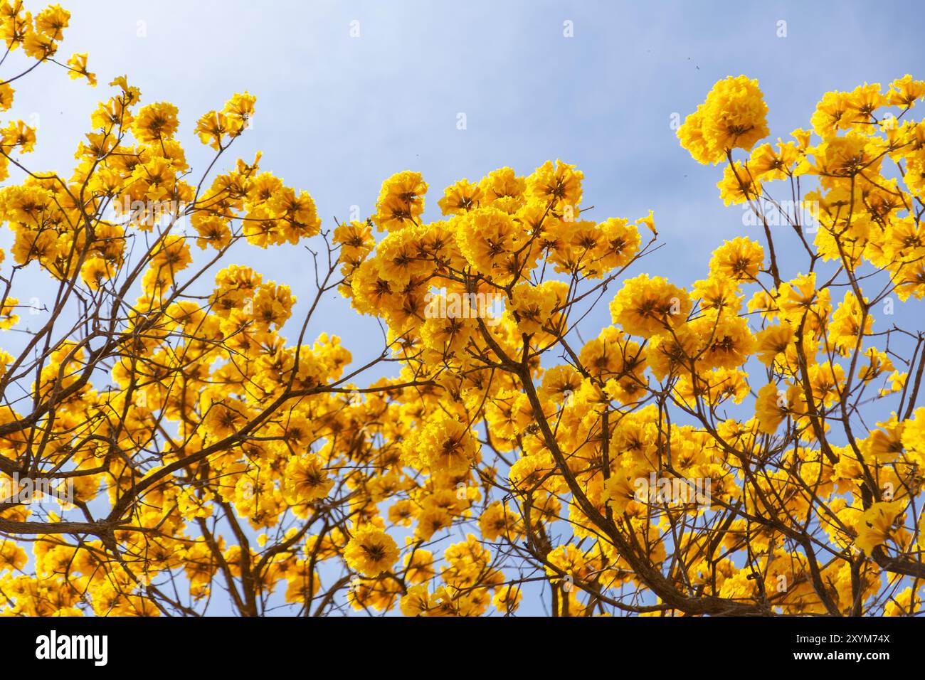 Catalao, Goias, Brazil – July 13, 2024: The crown of a very flowering ...
