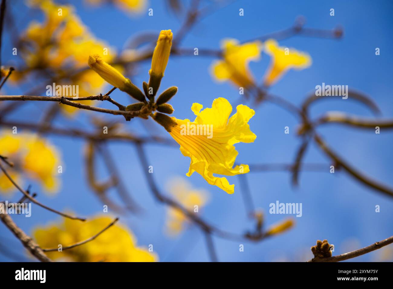 Catalao, Goias, Brazil – July 13, 2024: Some flowering branches of ...