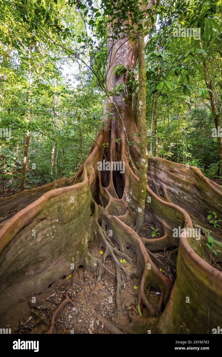 Roots of a strangler fig (Ficus americana), in the tropical rainforest ...