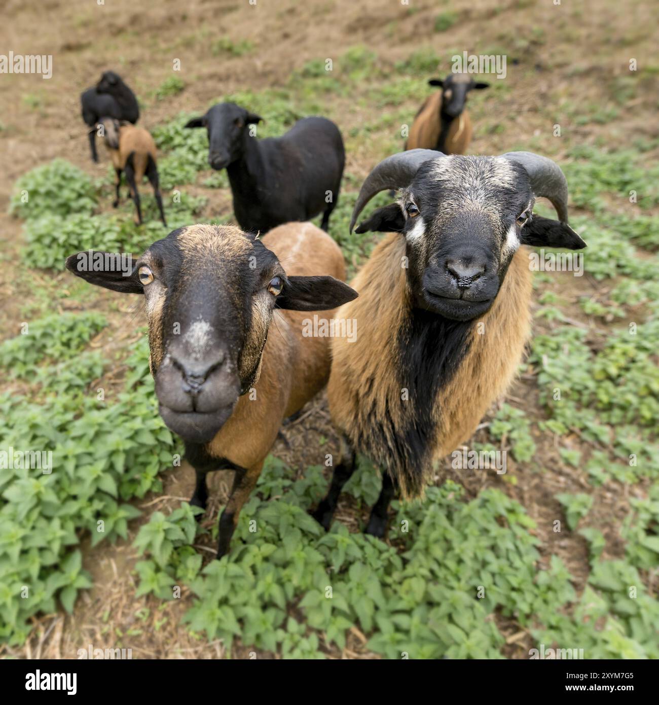 Two camera sheep (male and female) standing next to each other in the ...