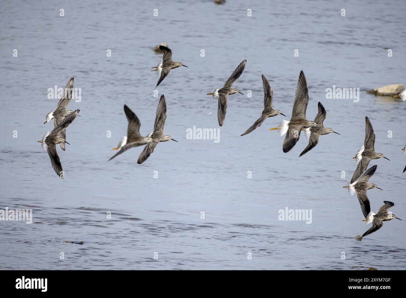 Shorebirds and people hi-res stock photography and images - Alamy