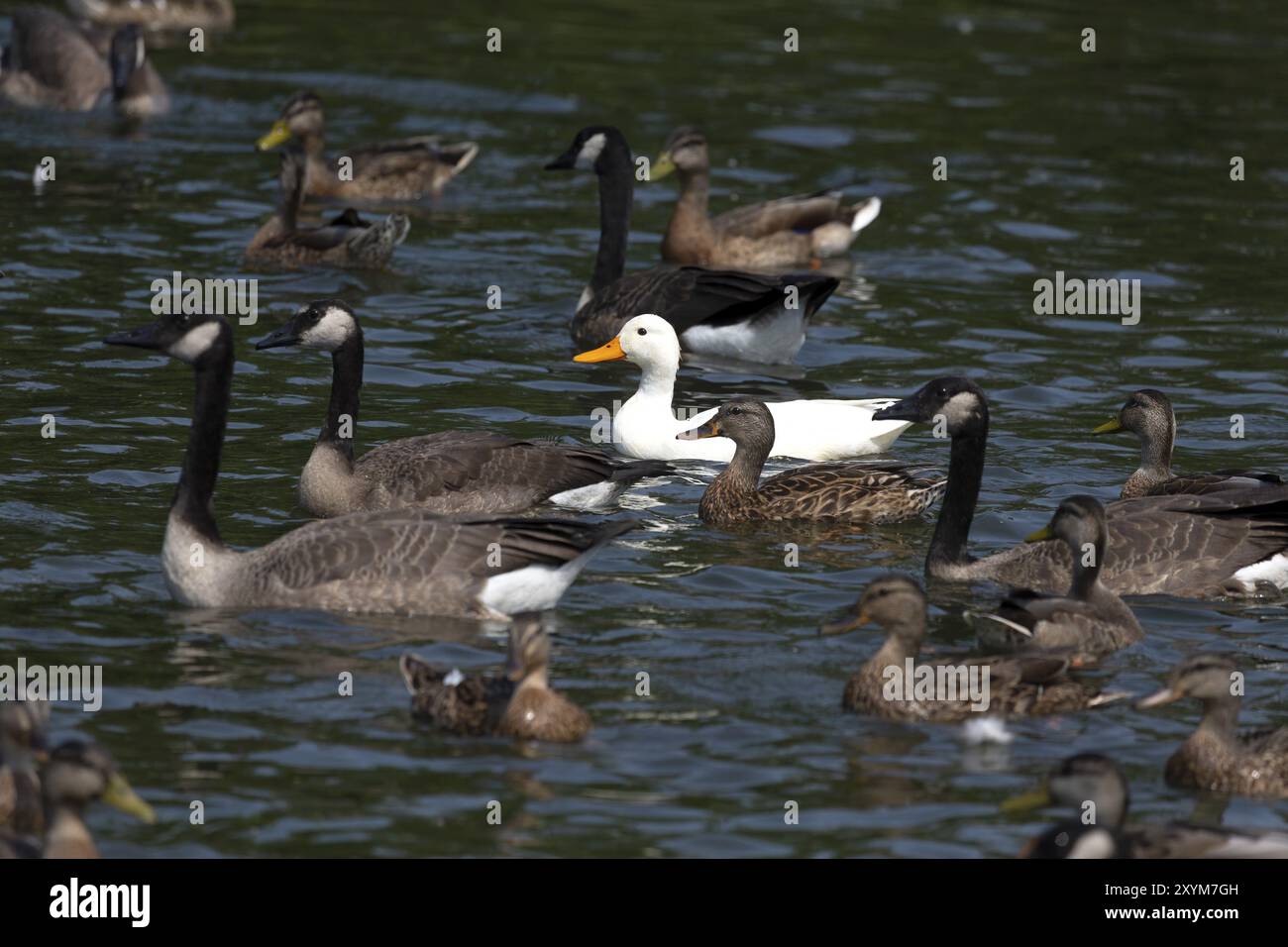 The rare white mallard duck in the flock of Canada geese and mallard ...