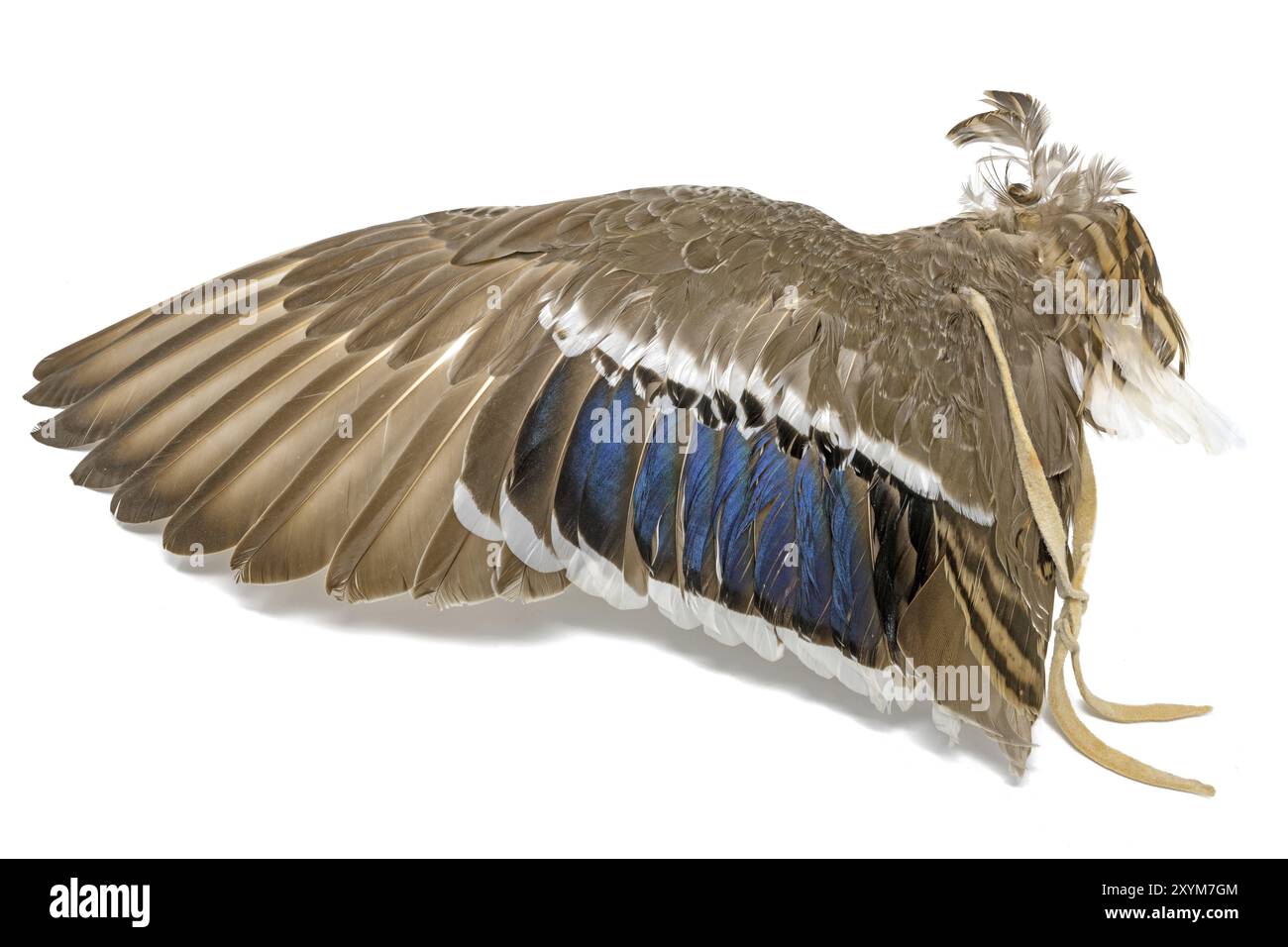 Wings of a mallard as an air fan in the Indian or esoteric area, free ...