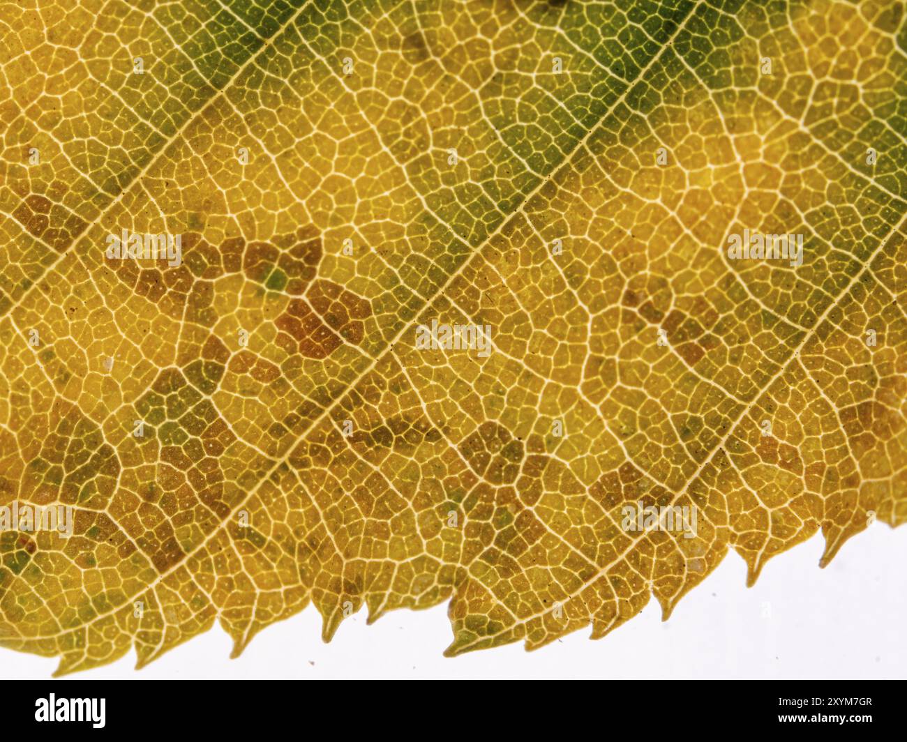 Underside of a translucent autumnal leaf in various colours. With leaf ...