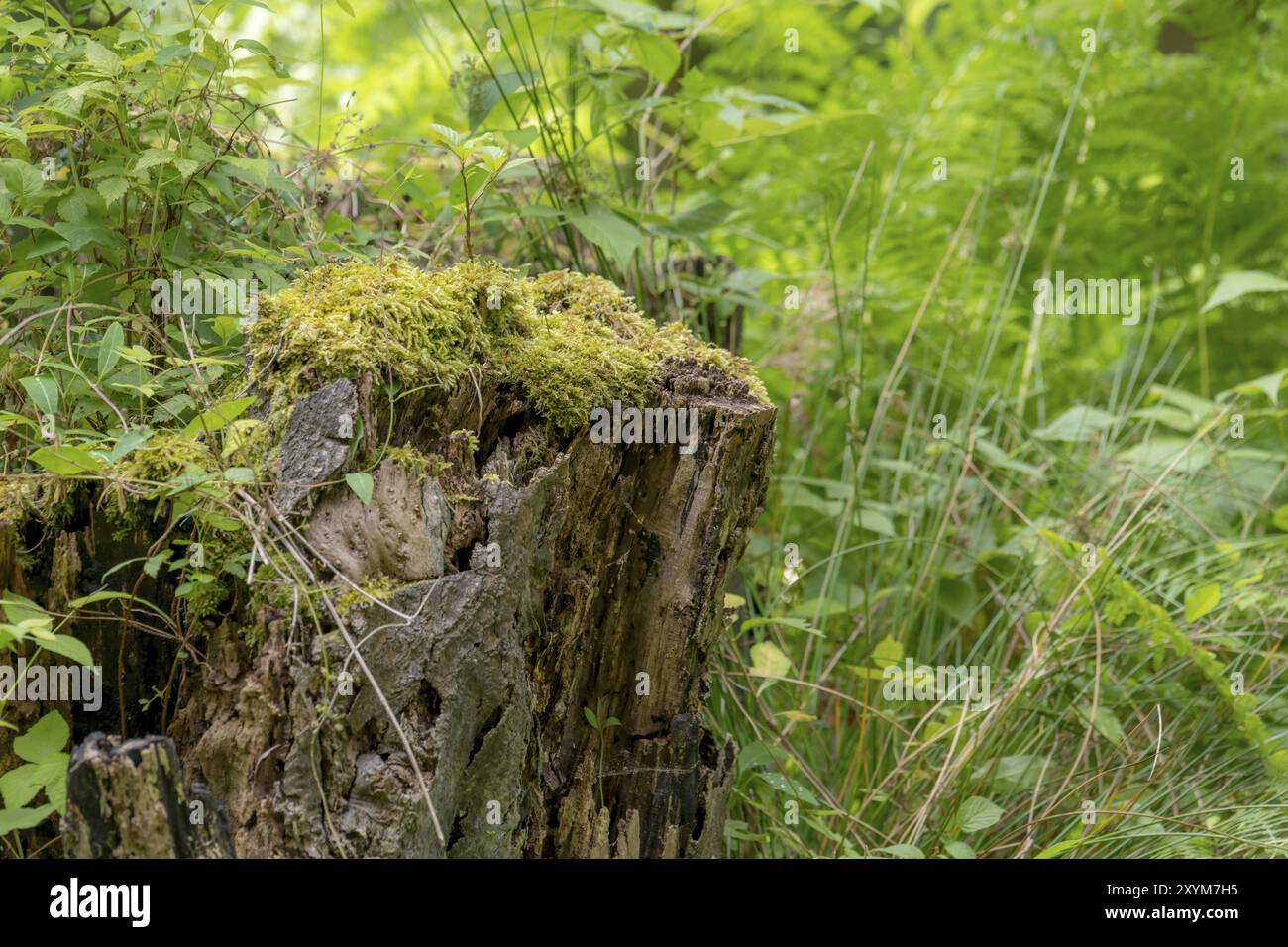 German moor Forest landscape with ferns, moss, grass and deciduous ...