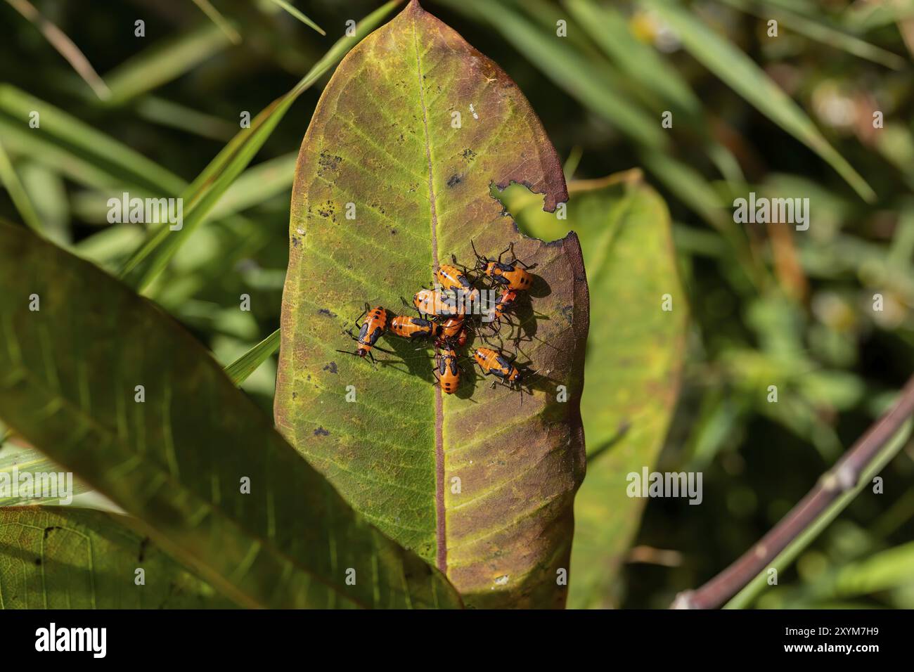 Oncopeltus fasciatus, known as the large milkweed bug from Wisconsin ...