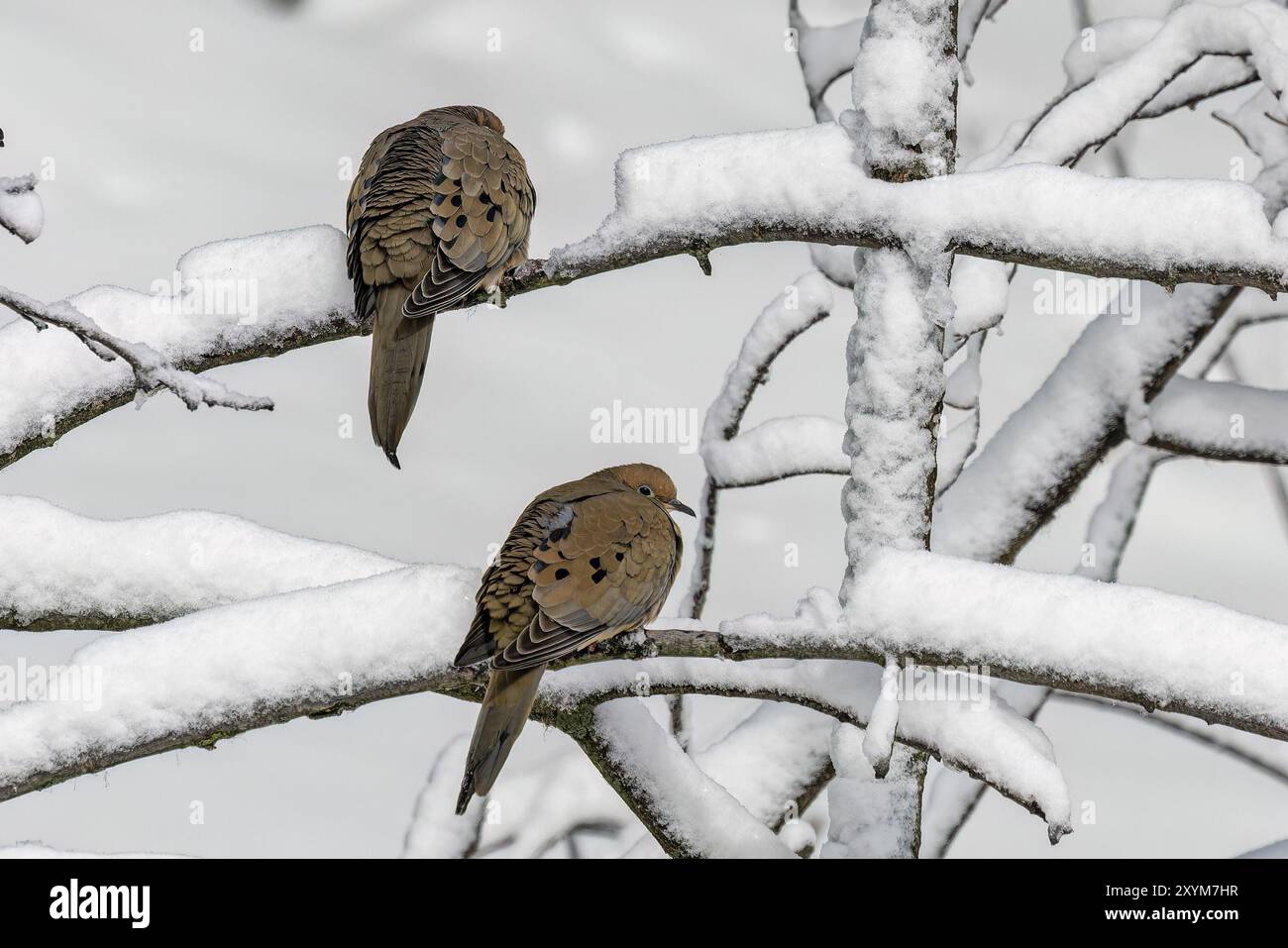 The mourning dove (Zenaida macroura) also known as the American ...