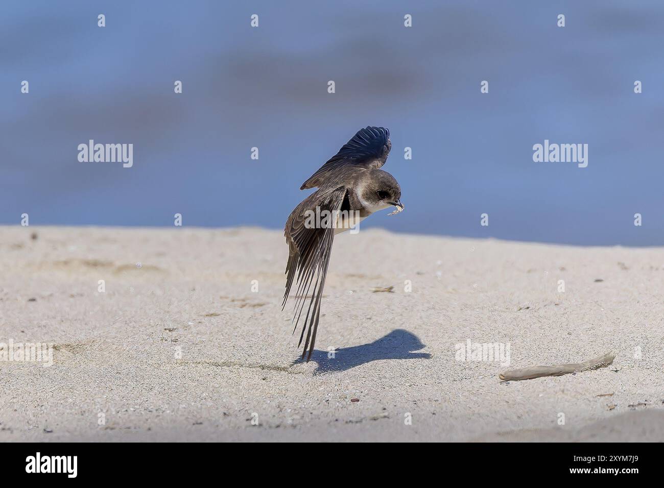 The sand martin (Riparia riparia) in flight. Bird also known as the ...