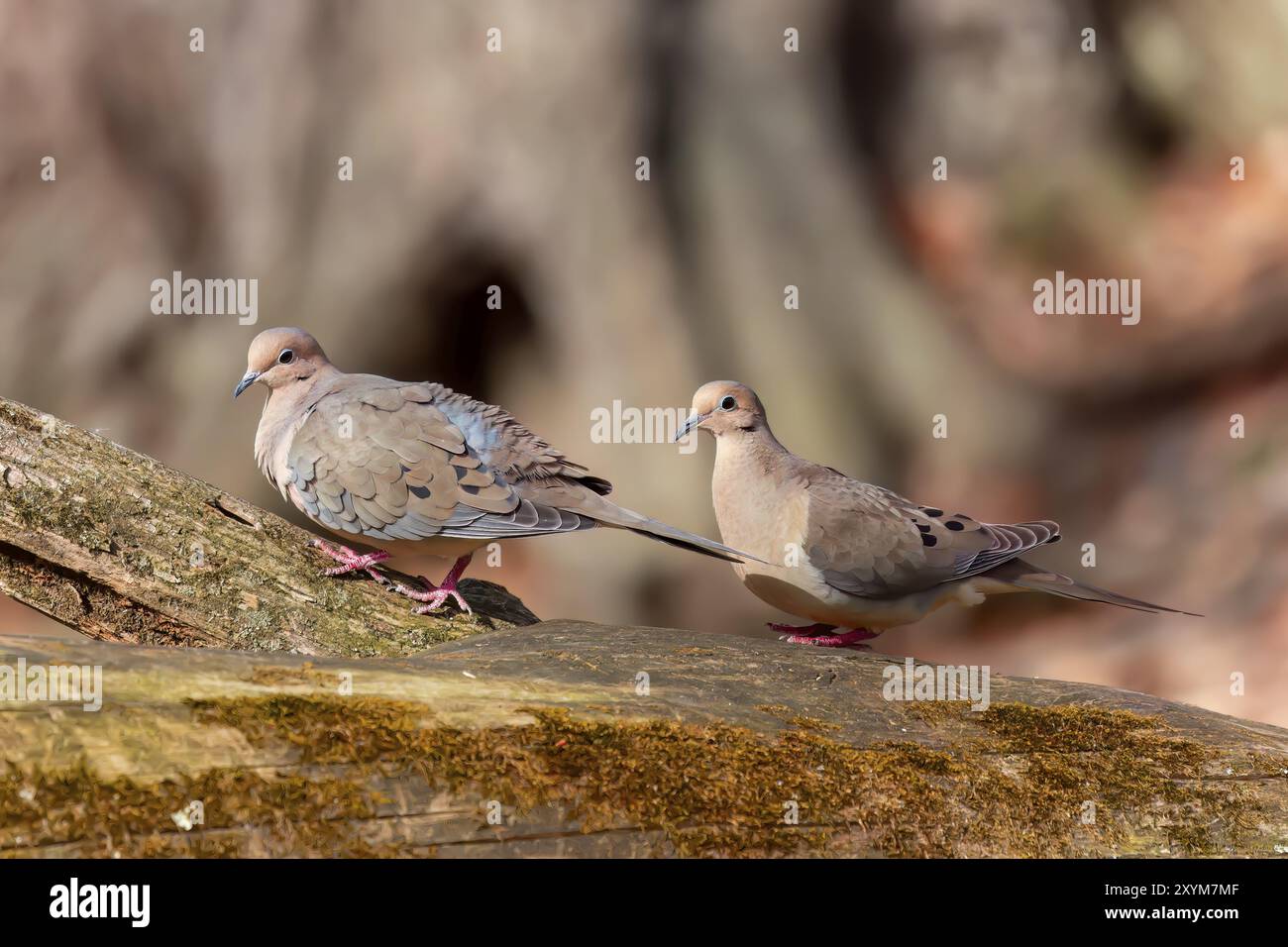 The mourning dove (Zenaida macroura) also known as the American ...