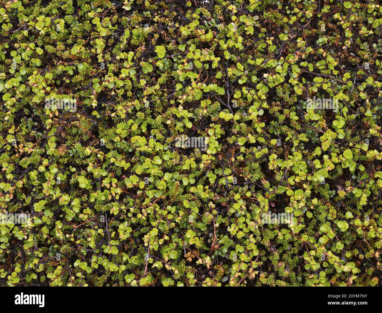 Dwarf Birch (Betula nana), covering the tundra, Varanger National Park ...