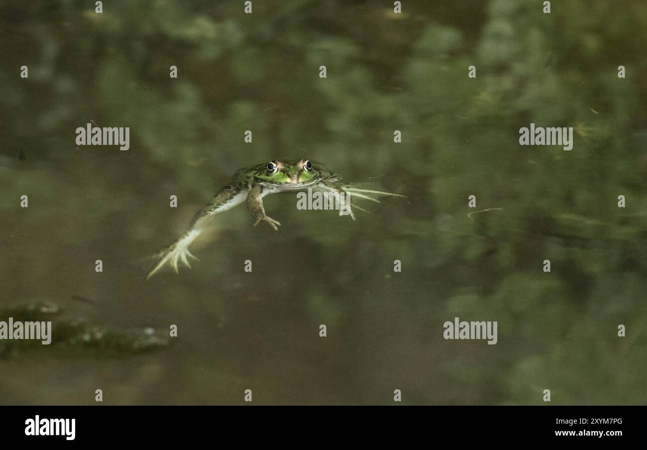 Pelophylax sp hi-res stock photography and images - Alamy