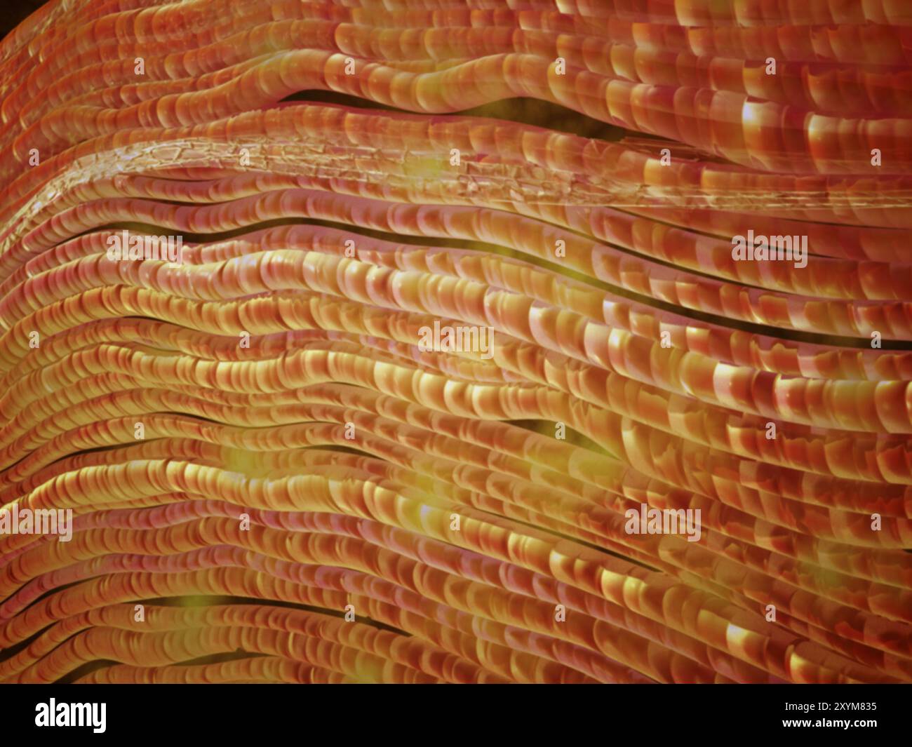 Microscopic view of nerve fibers. A nerve fiber is a threadlike ...