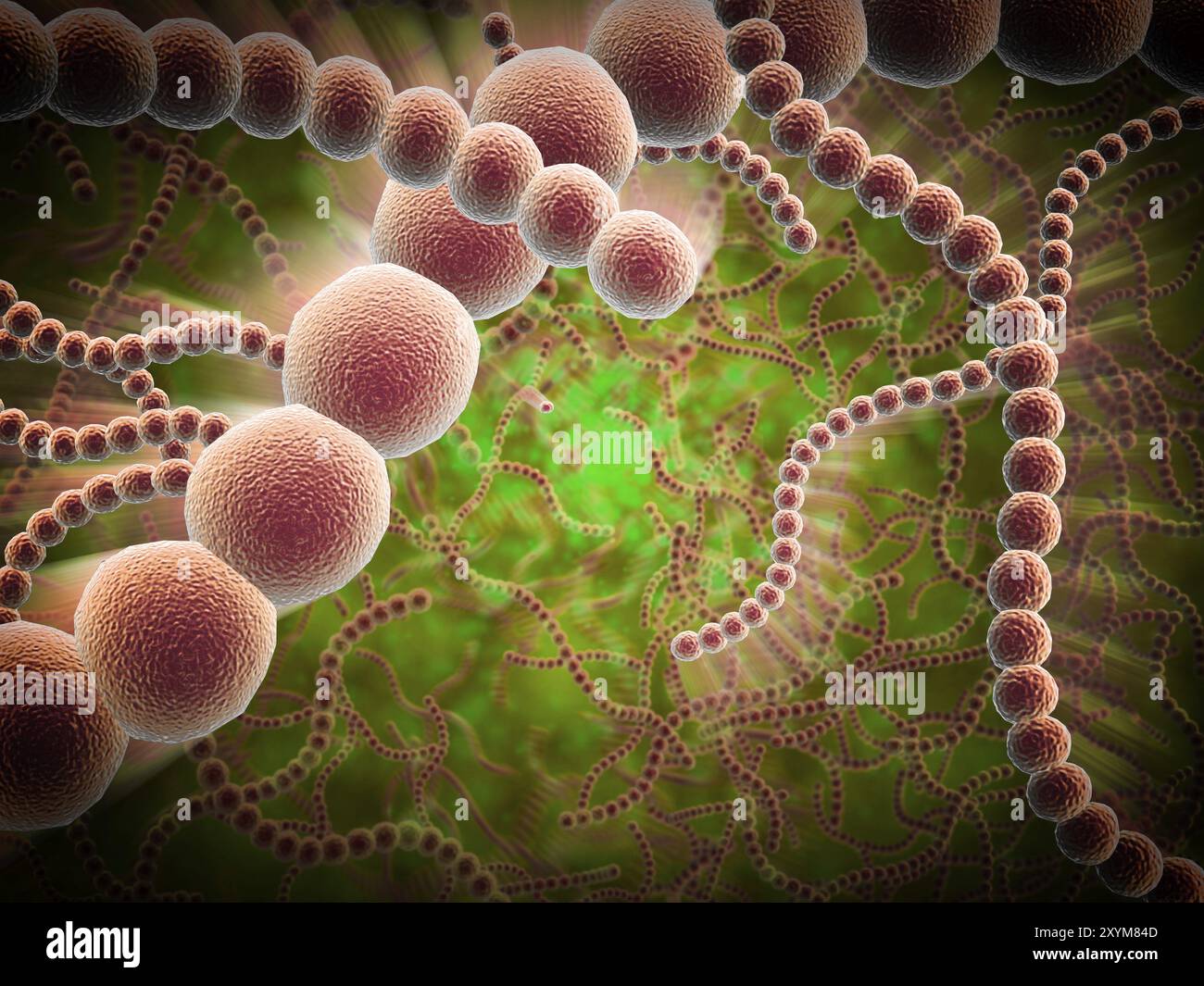 Microscopic view of Streptococcus pneumoniae, also known as ...