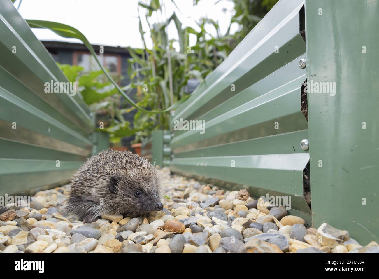 European hedgehog (Erinaceus europaeus) adult animal on an urban garden ...