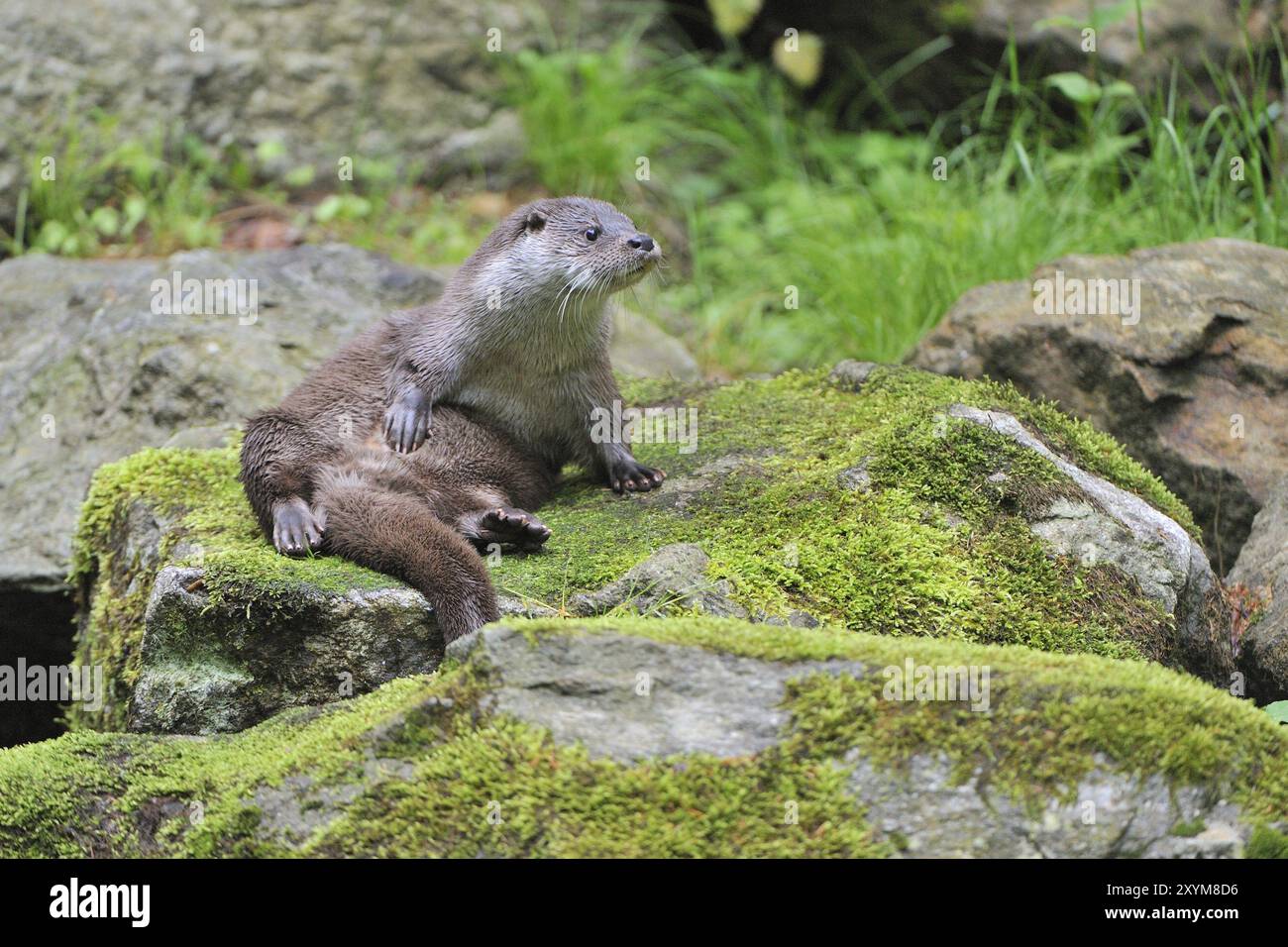 Eurasian otter young cub hi-res stock photography and images - Alamy