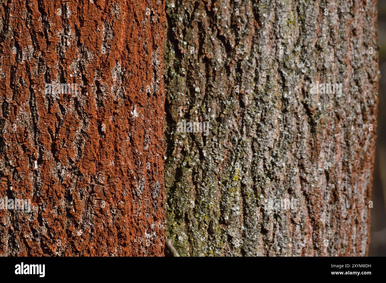 Trentepohlia algae growing on a tree. Trentepohlia growing on a tree ...