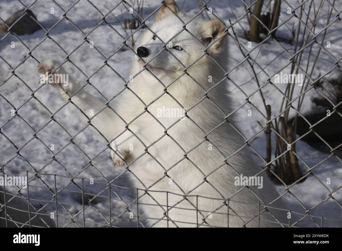 Arctic fox in an enclosure Stock Photo - Alamy