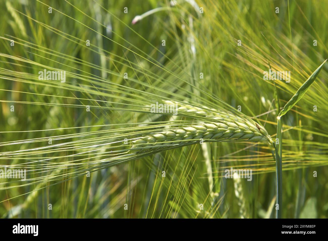 Gerstenfeld (Hordeum) in Bayern Stock Photo - Alamy