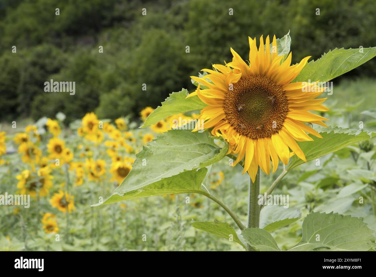 Multiple sunflowers hi-res stock photography and images - Alamy