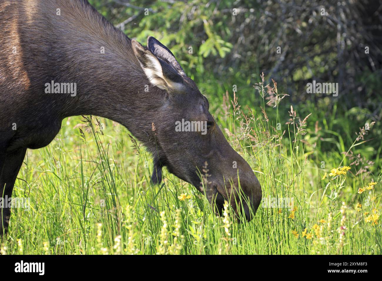 Moose in swamp hi-res stock photography and images - Alamy