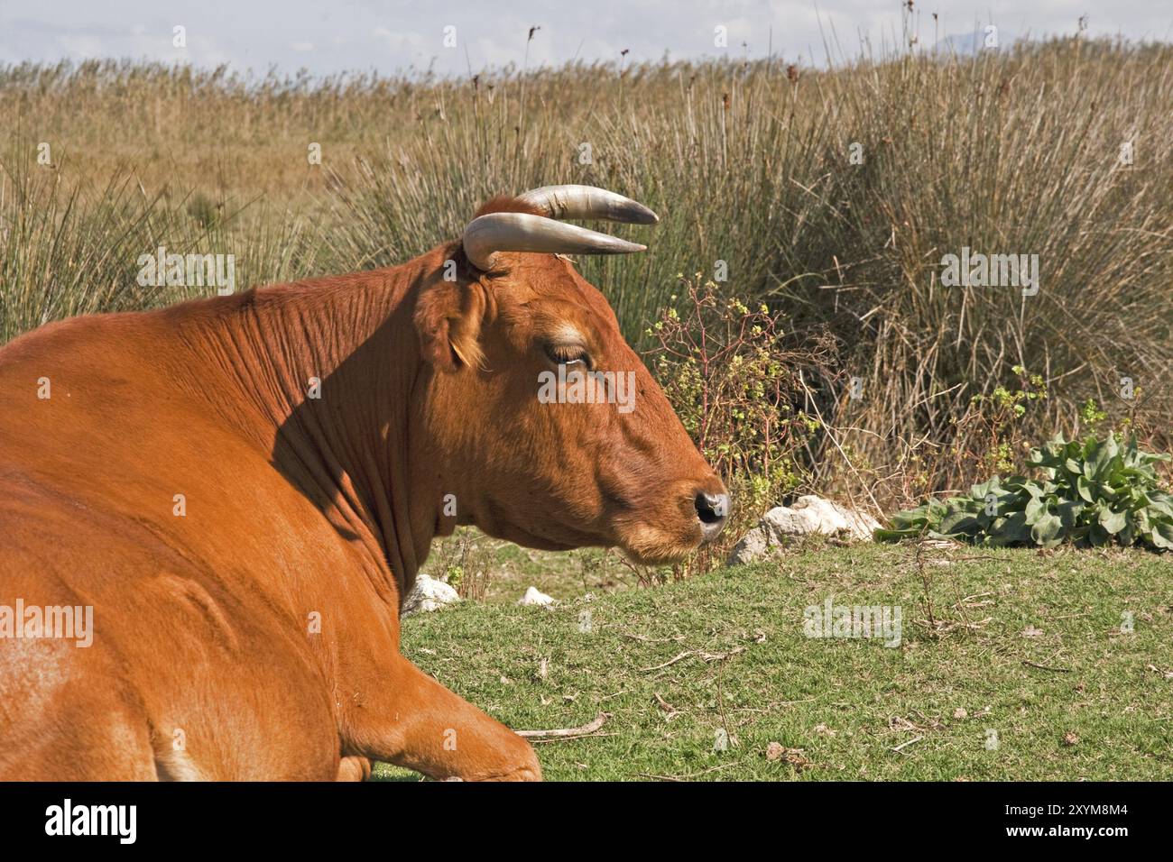 Majorcan cow in the national reserve S'Albufera Stock Photo - Alamy