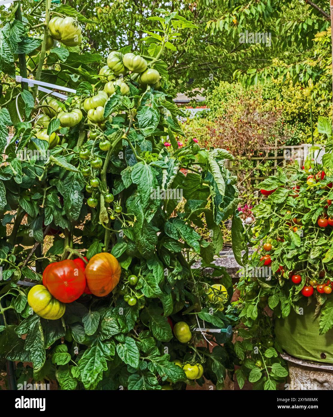 Patio tomato hi-res stock photography and images - Alamy