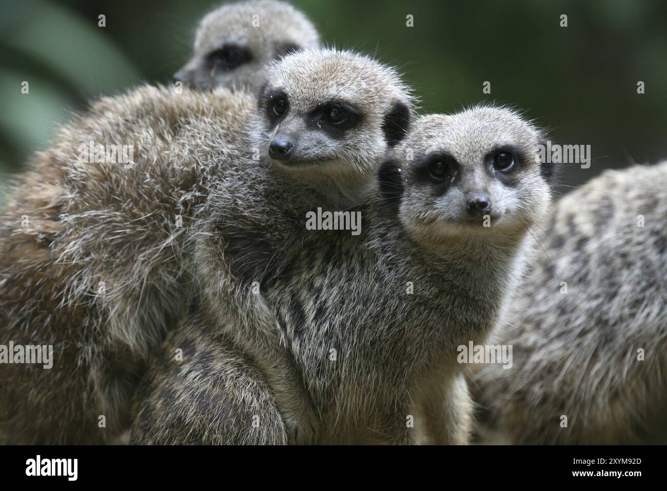 No dangerous beasts hi-res stock photography and images - Alamy