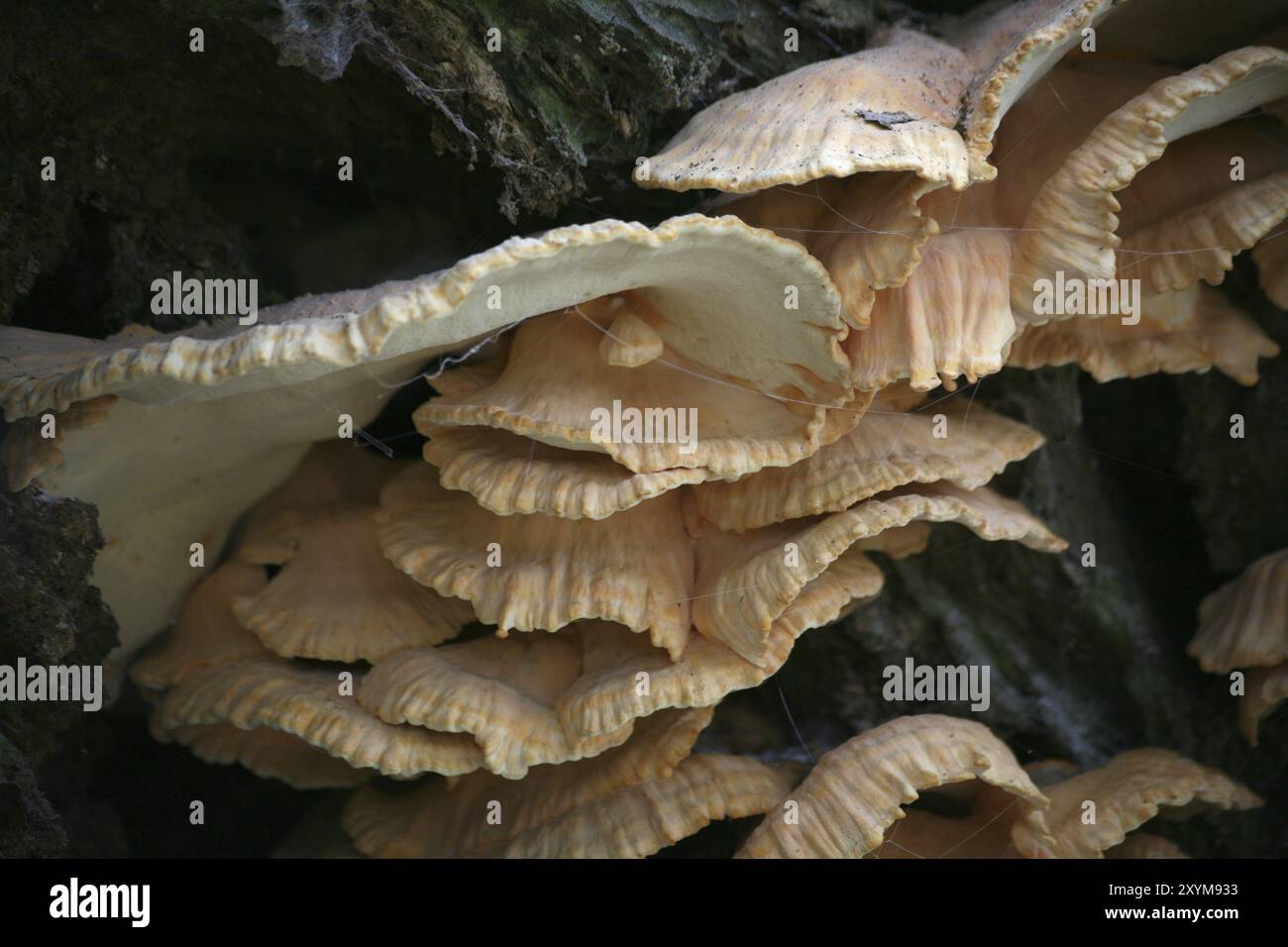 Pest crabs hi-res stock photography and images - Alamy