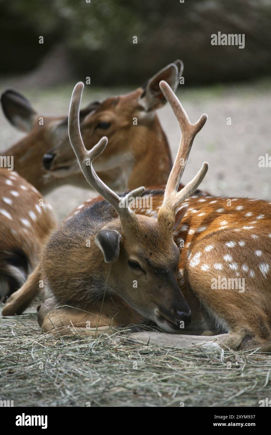 These beautiful deer were thought to be extinct in the 1980s Stock ...