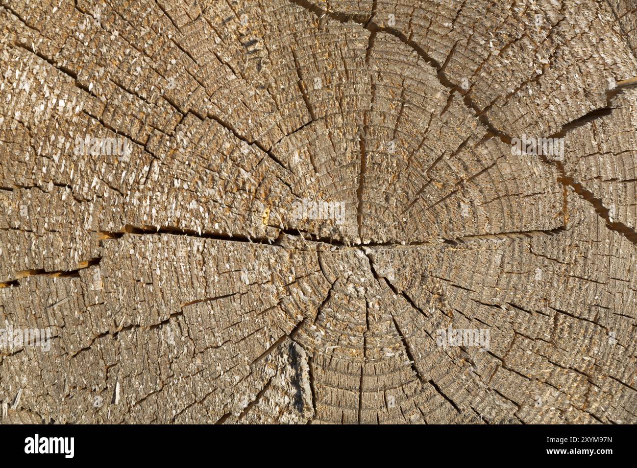Cross-section of a tree trunk with annual rings Stock Photo - Alamy