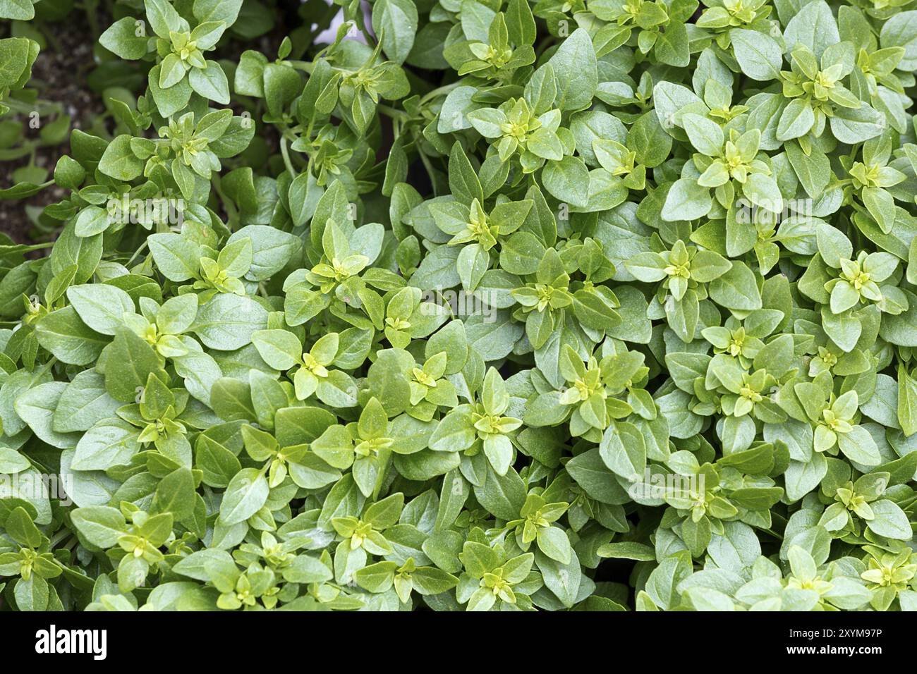Greek basil, full-size Stock Photo - Alamy