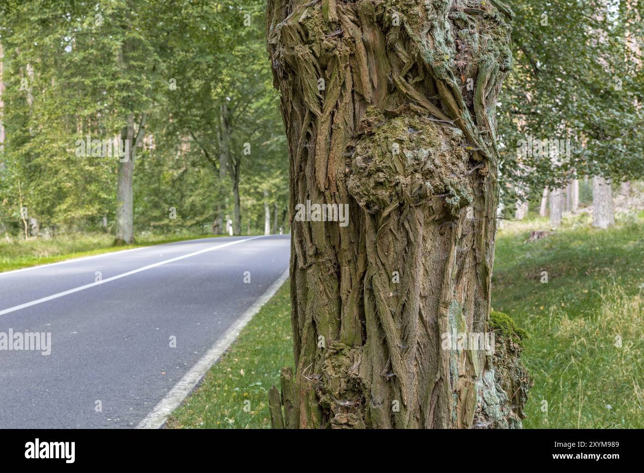 Acacia tree close up hi-res stock photography and images - Alamy