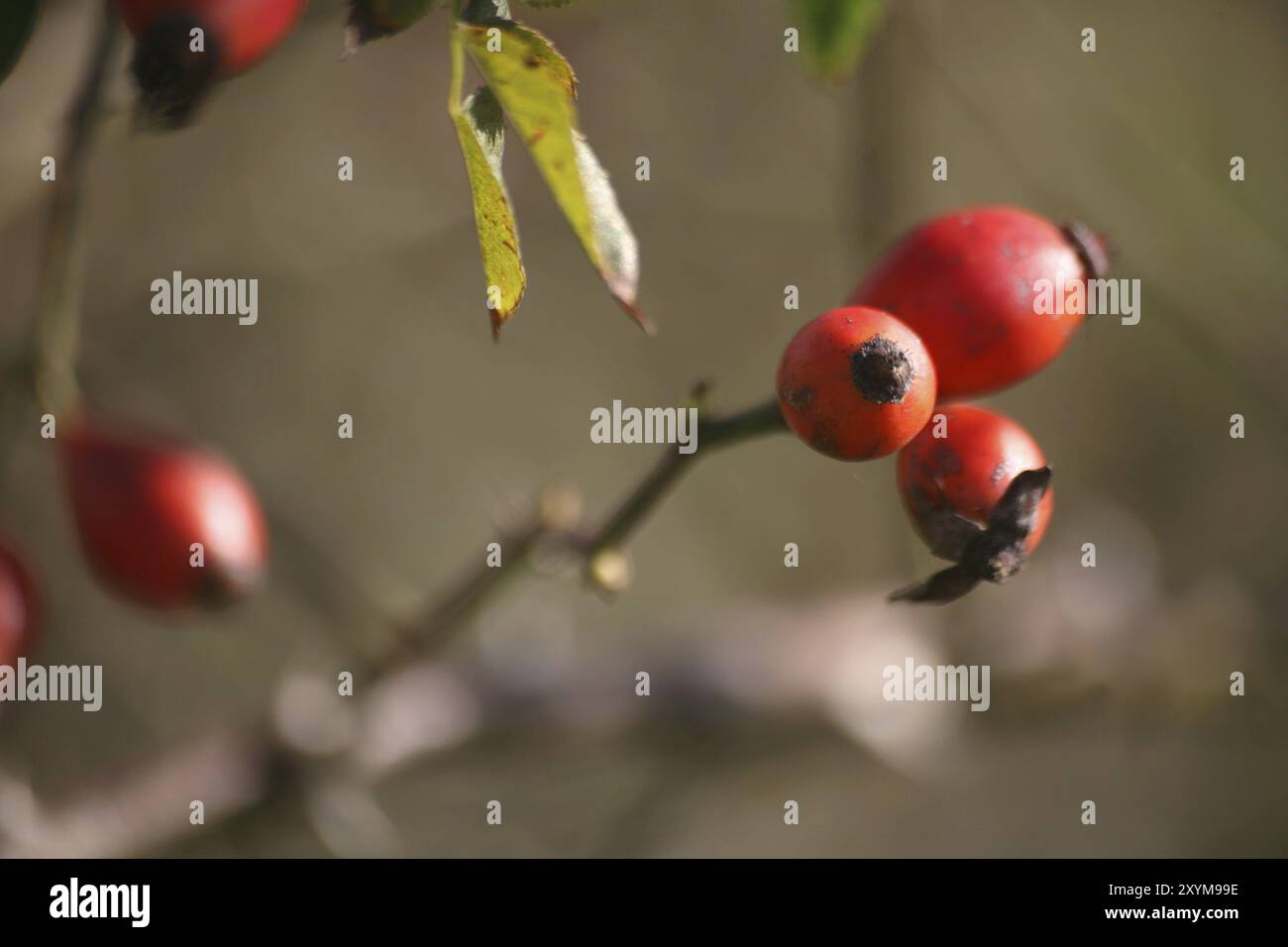 Red autumn fruits Stock Photo - Alamy