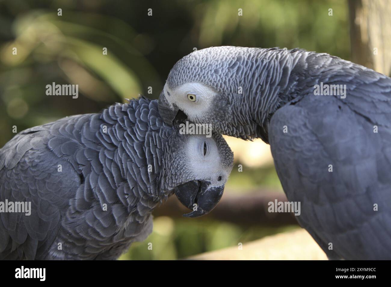 Grey parrots grooming their plumage Stock Photo - Alamy