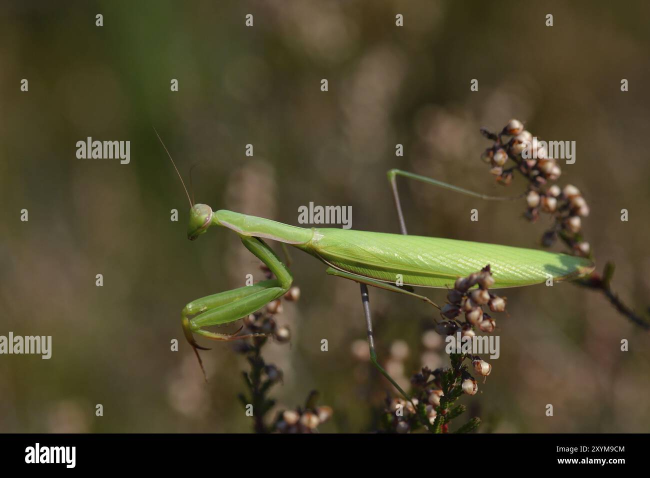 Praying mantis captured in hi-res stock photography and images - Alamy