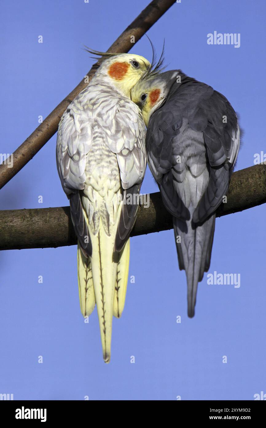 Cockatiels hi-res stock photography and images - Alamy