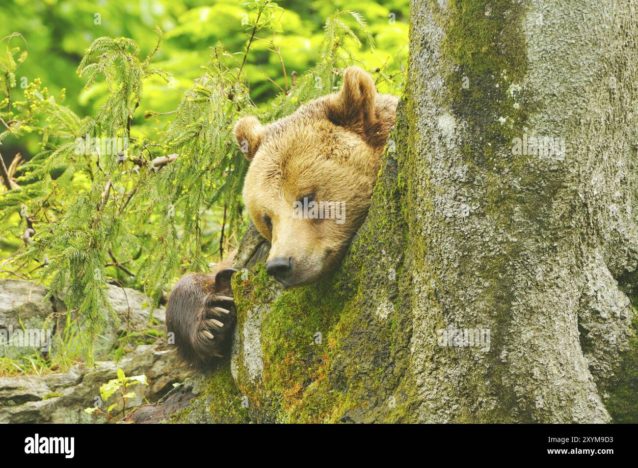 Fully relaxed brown bear Fully relaxed brown bear Stock Photo - Alamy