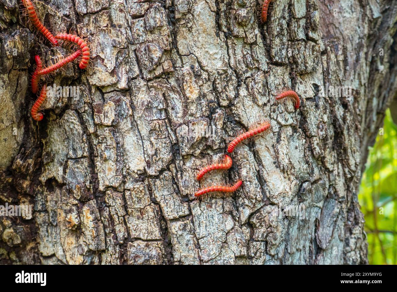 Aerial view of a colony of red centipedes on a tree bark at Mount Napak ...