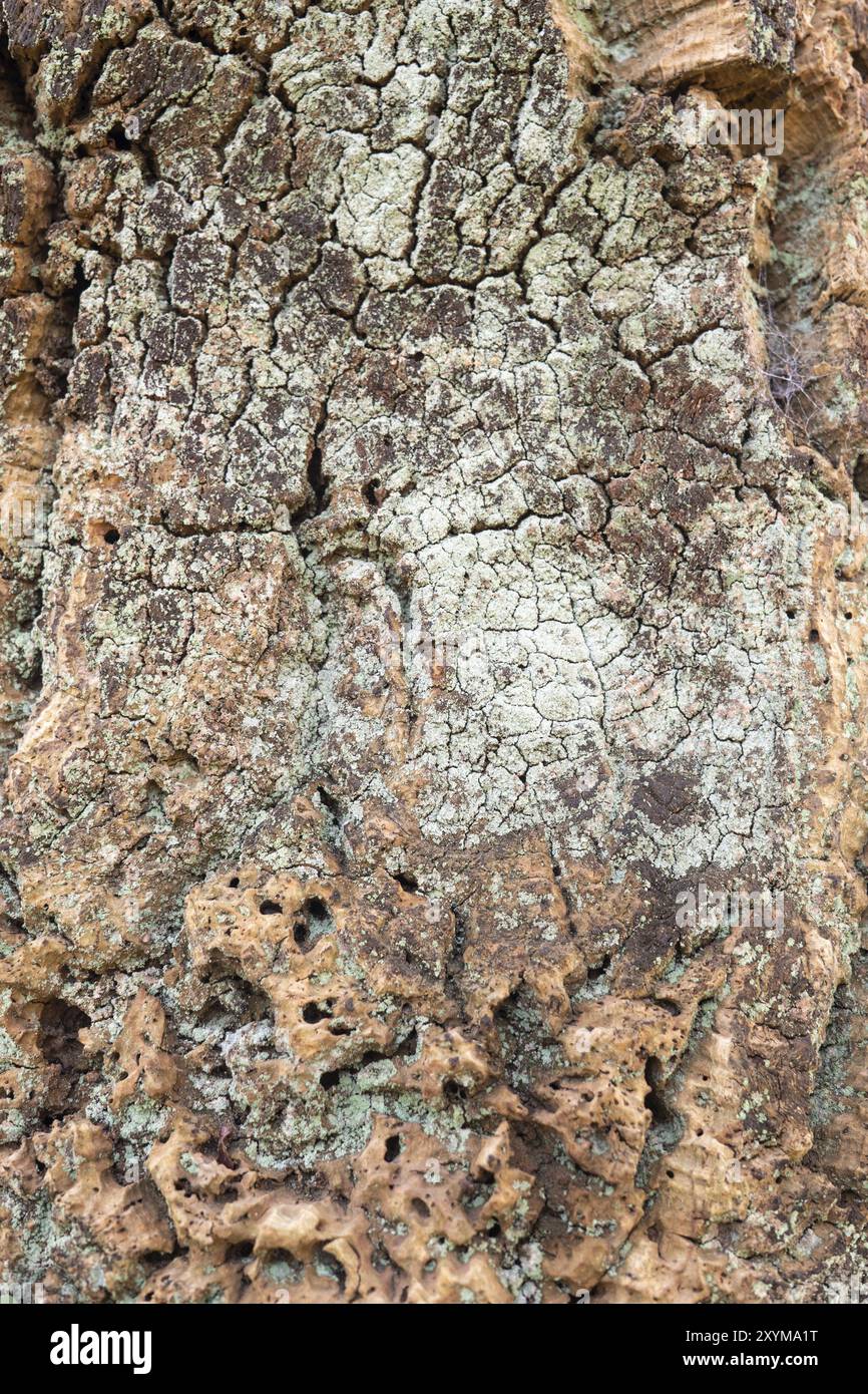 Old Cork Oak Tree texture background. Nature background Stock Photo - Alamy
