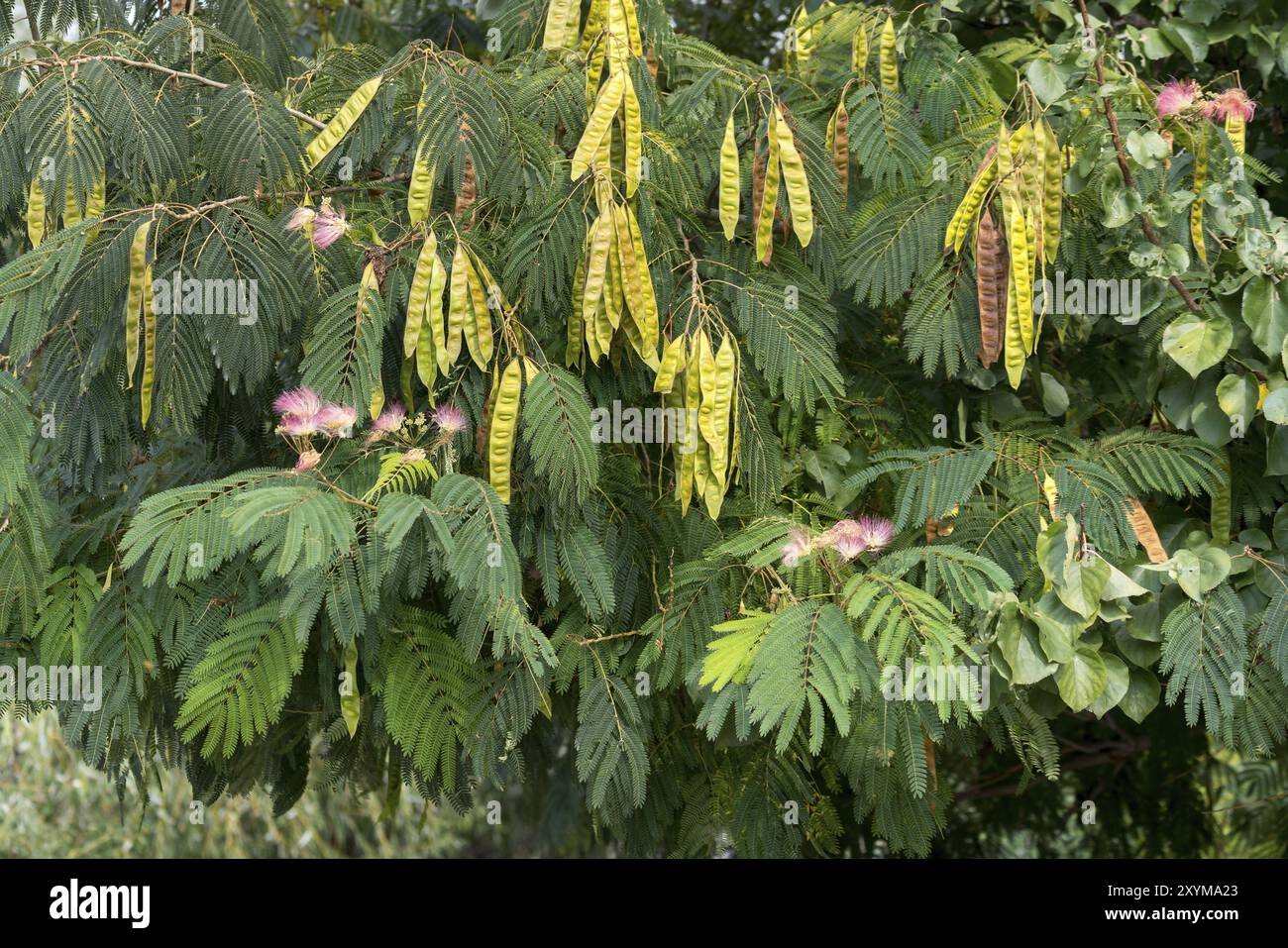 Mimosa tree blooms hi-res stock photography and images - Alamy