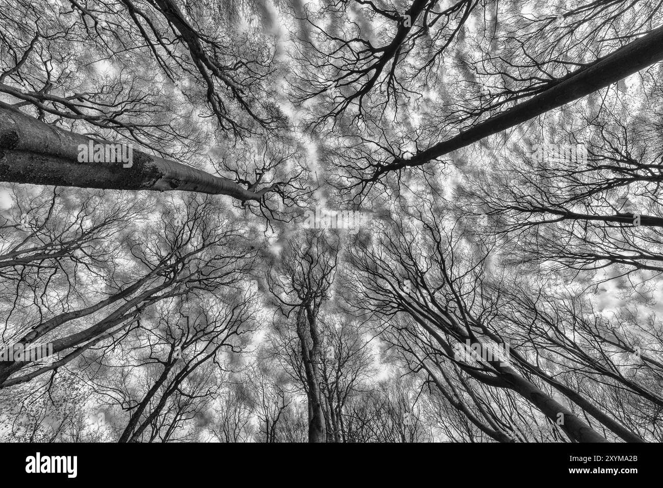 Treetops of beech trees, Hessian Rhoen nature park Park, Hesse, Germany ...