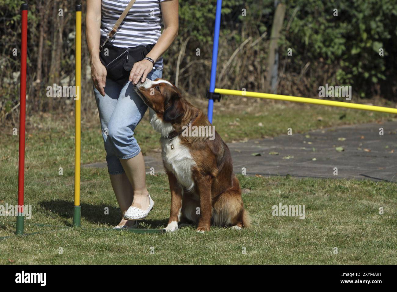 Dog in a dog school during training Stock Photo - Alamy