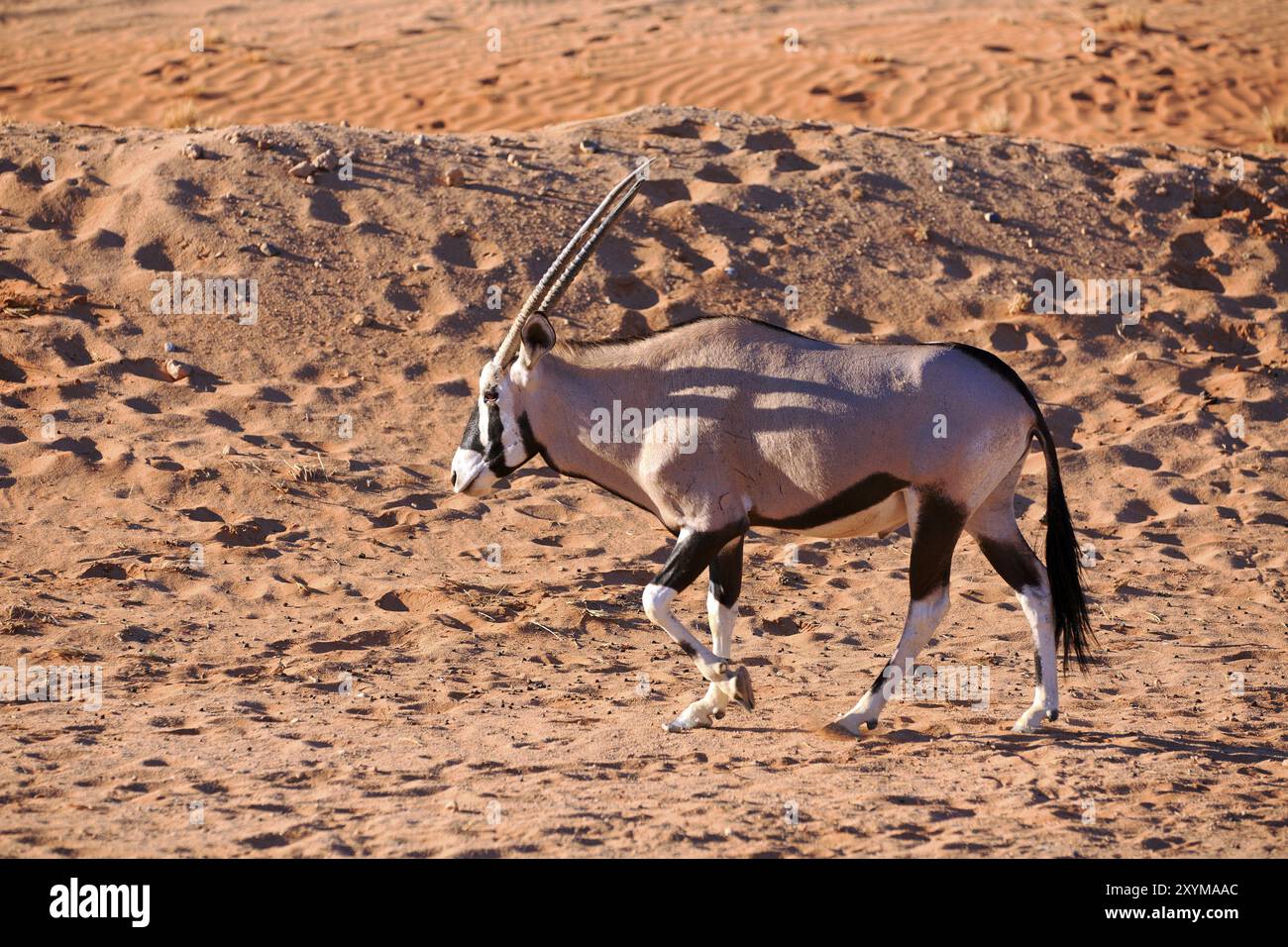 Oryx antelope in the Namib-Naukluft Park in Namibia Stock Photo - Alamy