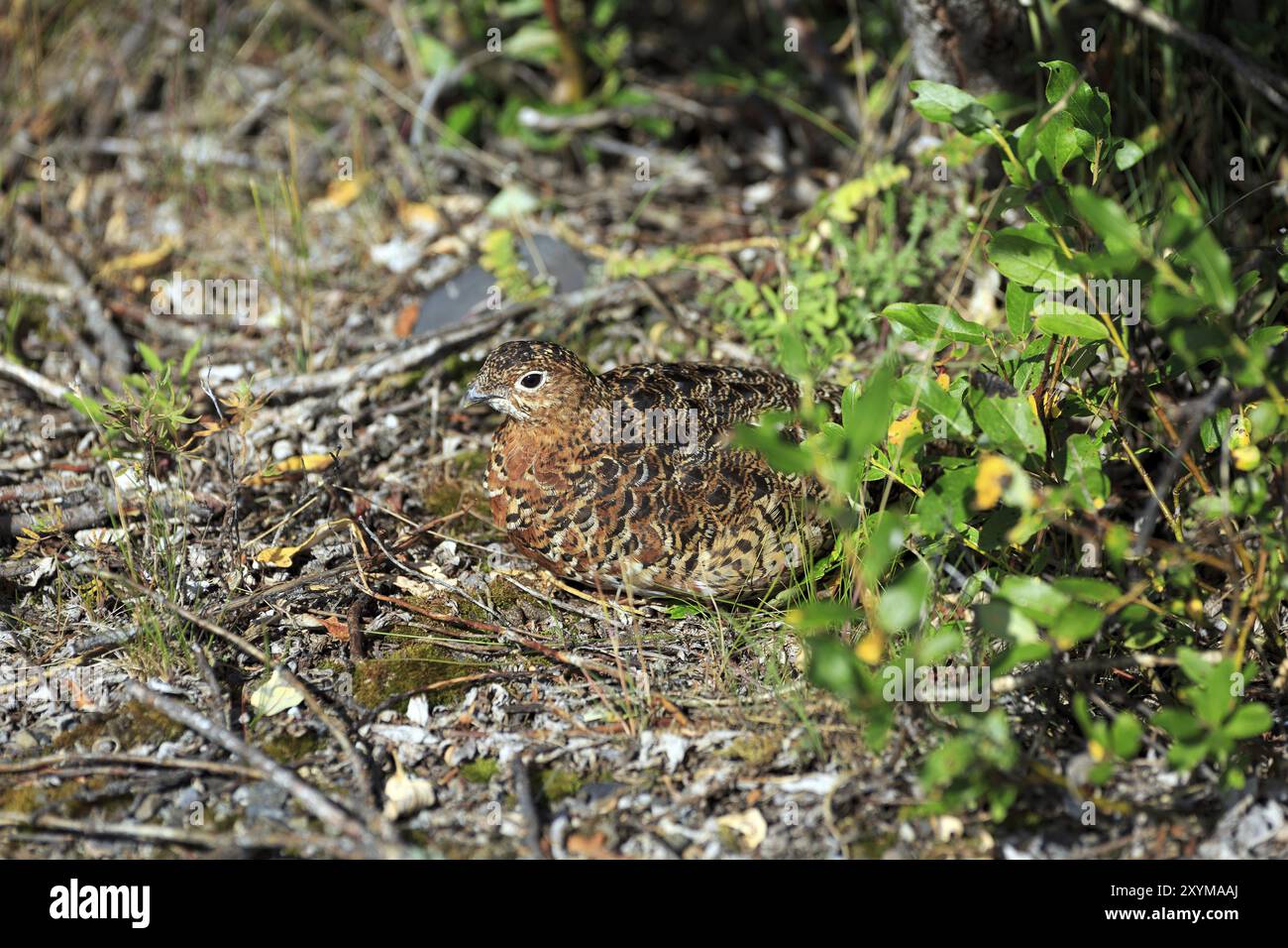 Ptarmigan in denali national park hi-res stock photography and images ...
