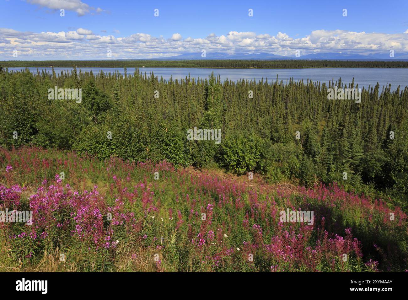 River landscape in Alaska Stock Photo - Alamy