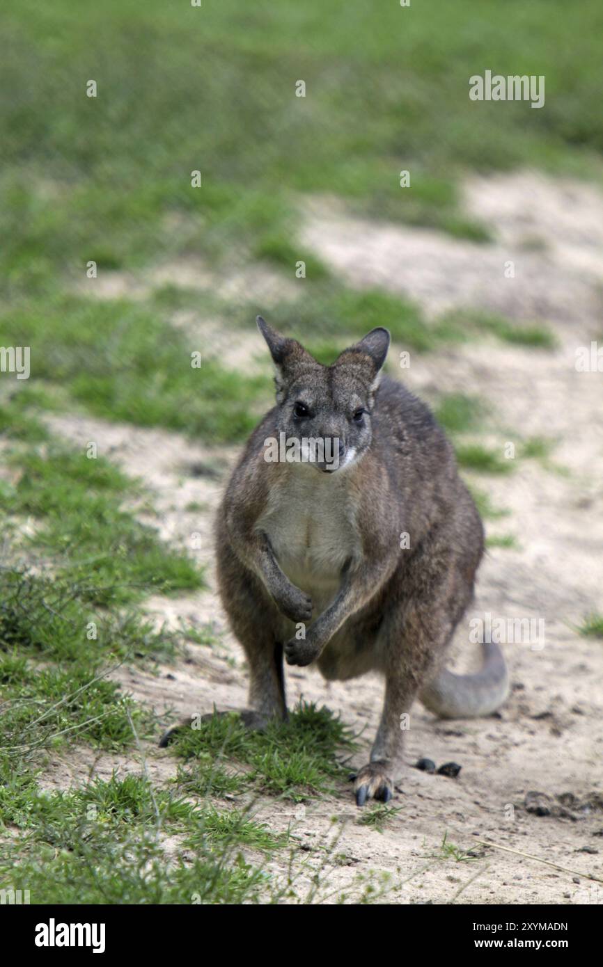 Australian parma wallaby macropus parma hi-res stock photography and ...